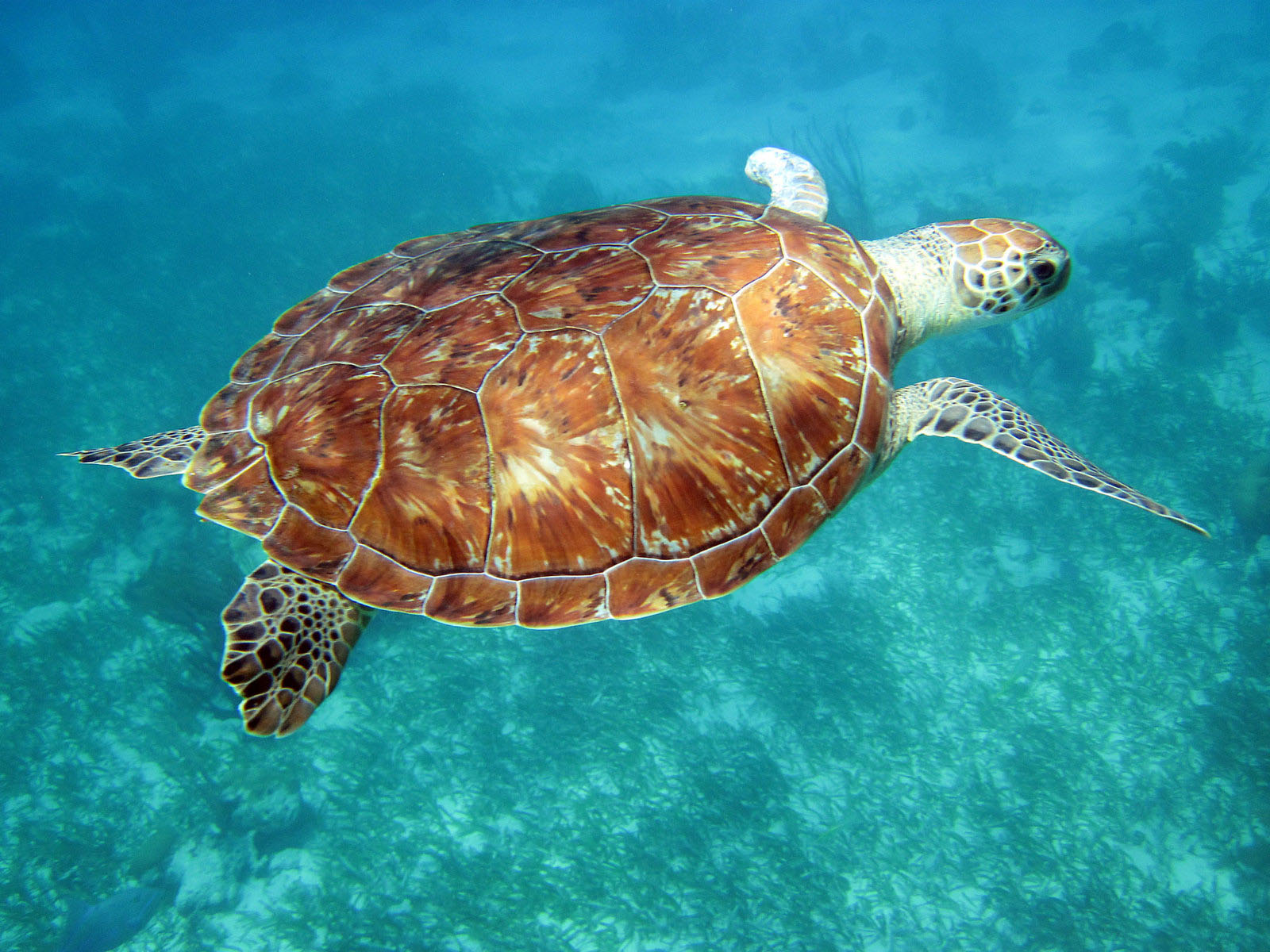 Threatened & Endangered : Matthew Sileo Photography | Birds, Wildlife ...