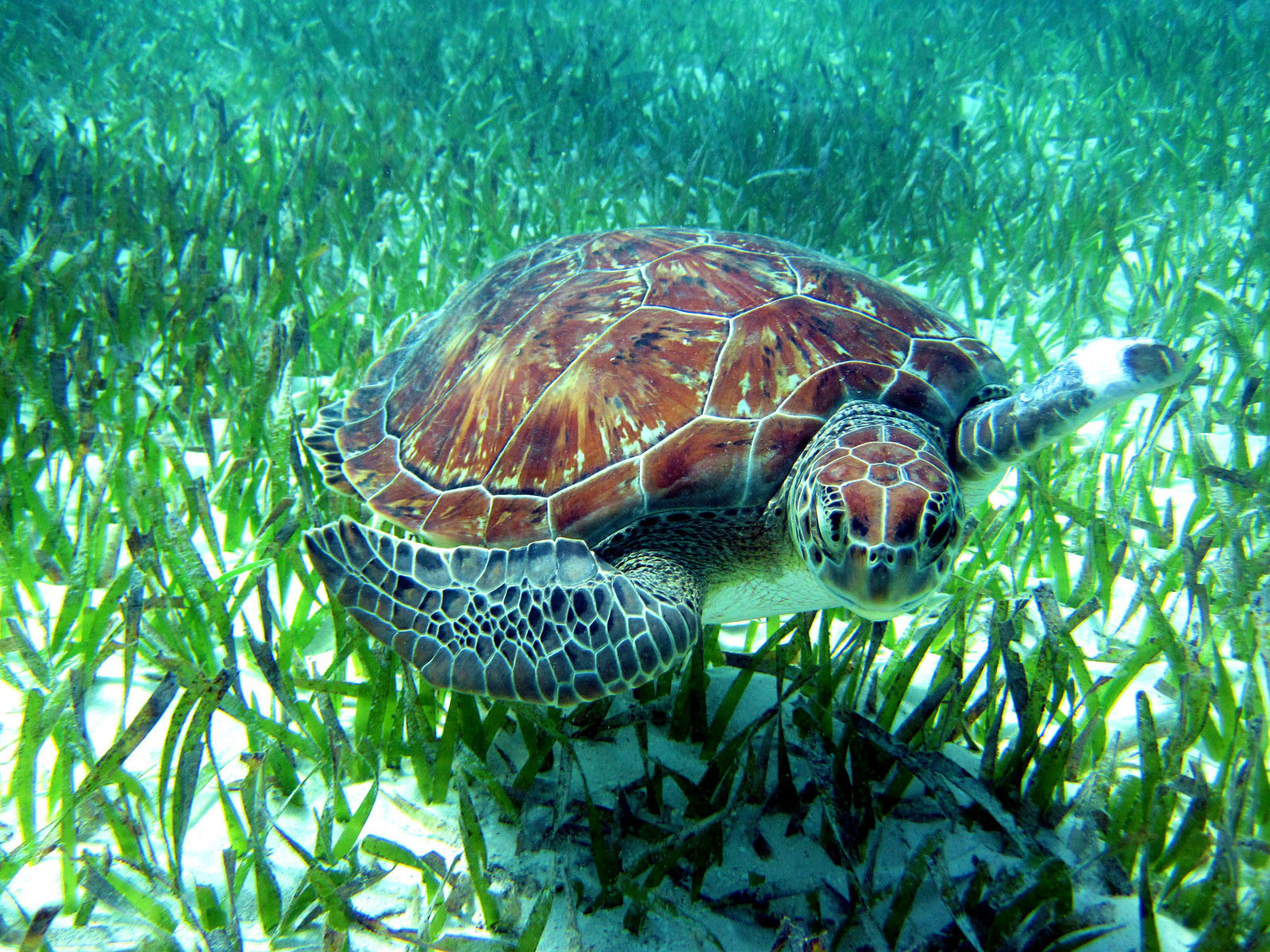 Threatened & Endangered : Matthew Sileo Photography | Birds, Wildlife ...