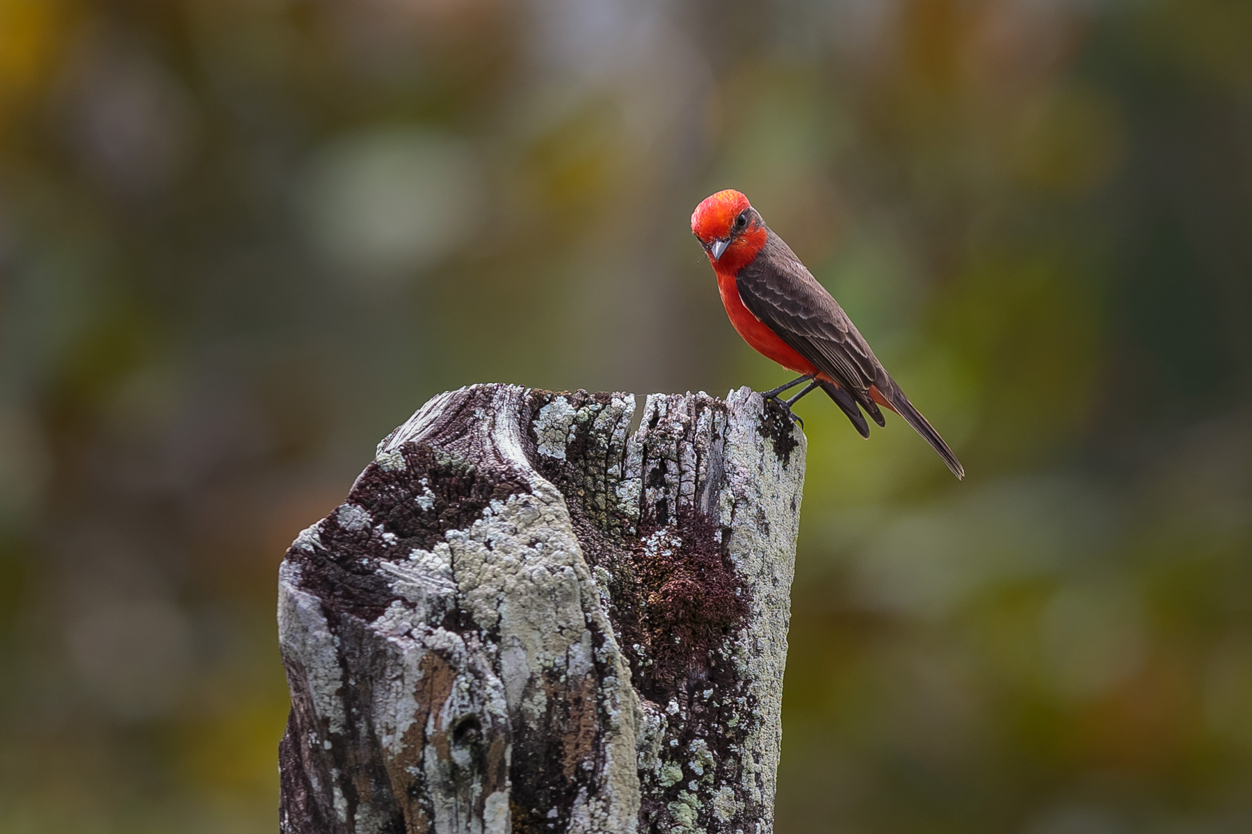 Belize: Bioluminescence : Matthew Sileo Photography | Birds, Wildlife ...