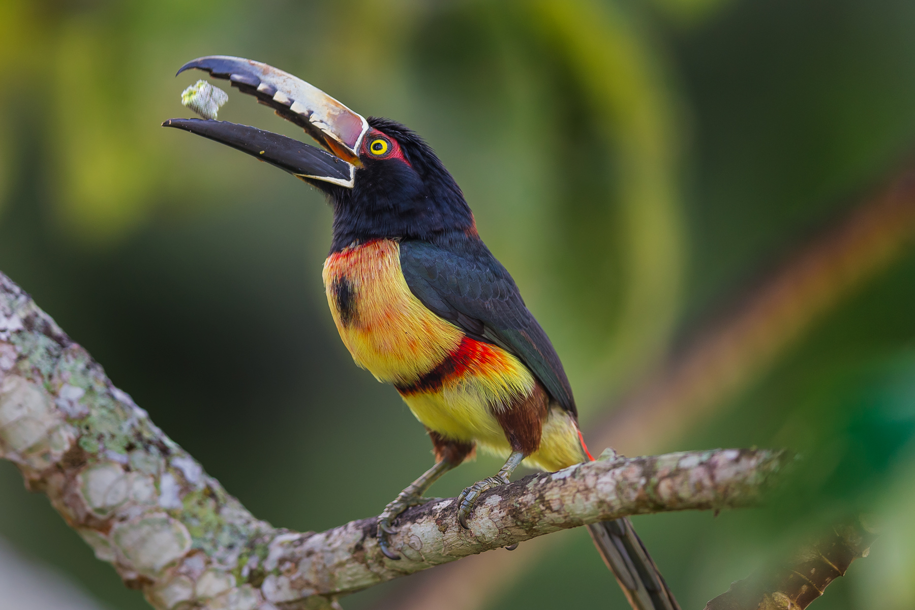 Belize: Bioluminescence : Matthew Sileo Photography | Birds, Wildlife ...