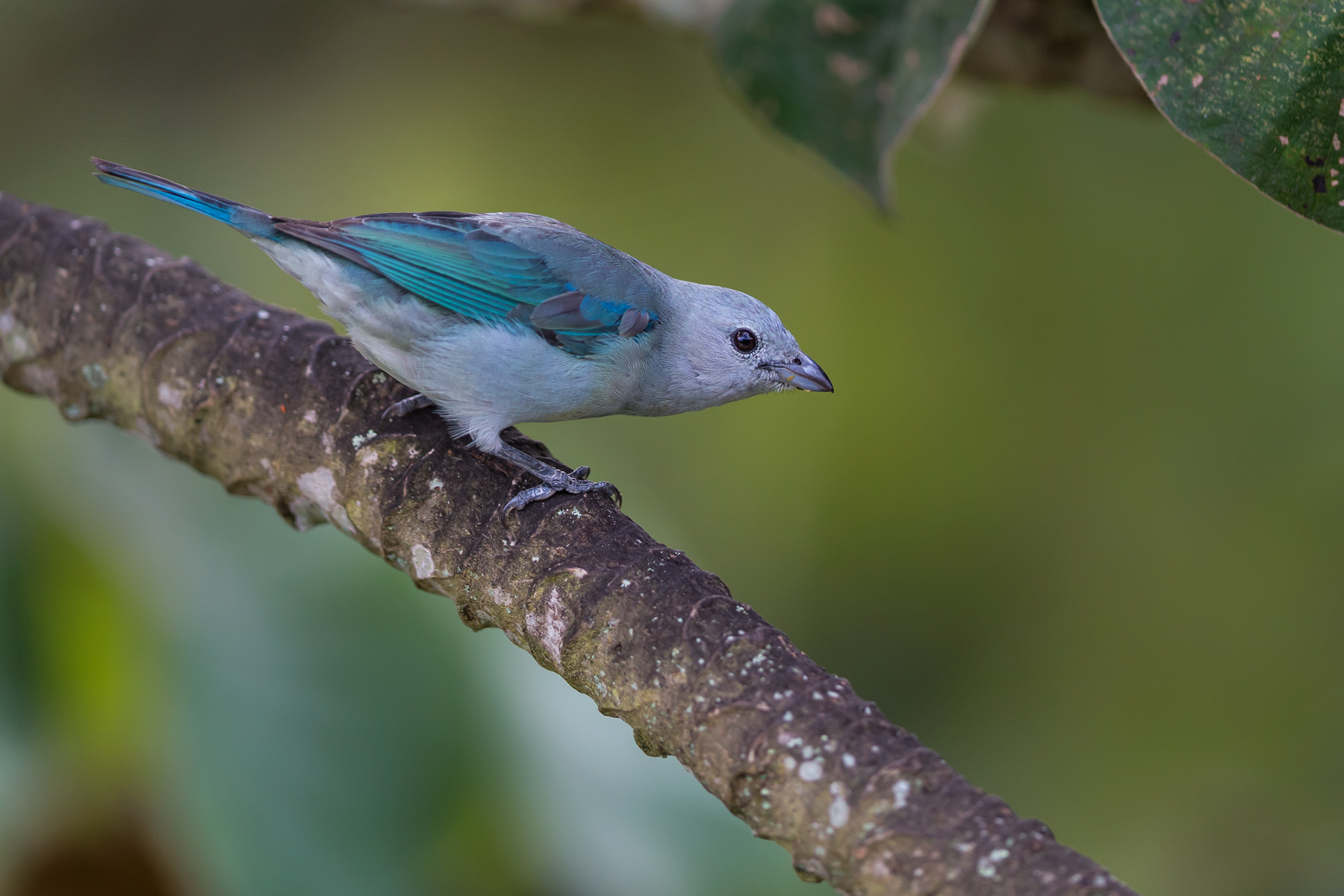 Belize: Bioluminescence : Matthew Sileo Photography | Birds, Wildlife ...