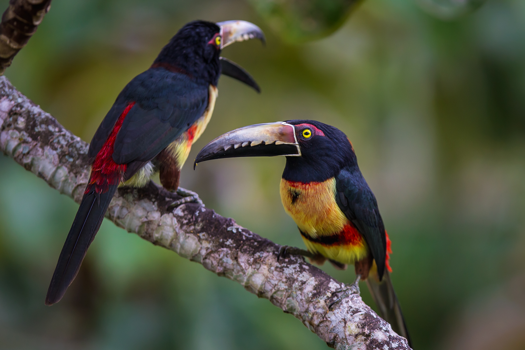 Belize: Bioluminescence : Matthew Sileo Photography | Birds, Wildlife ...