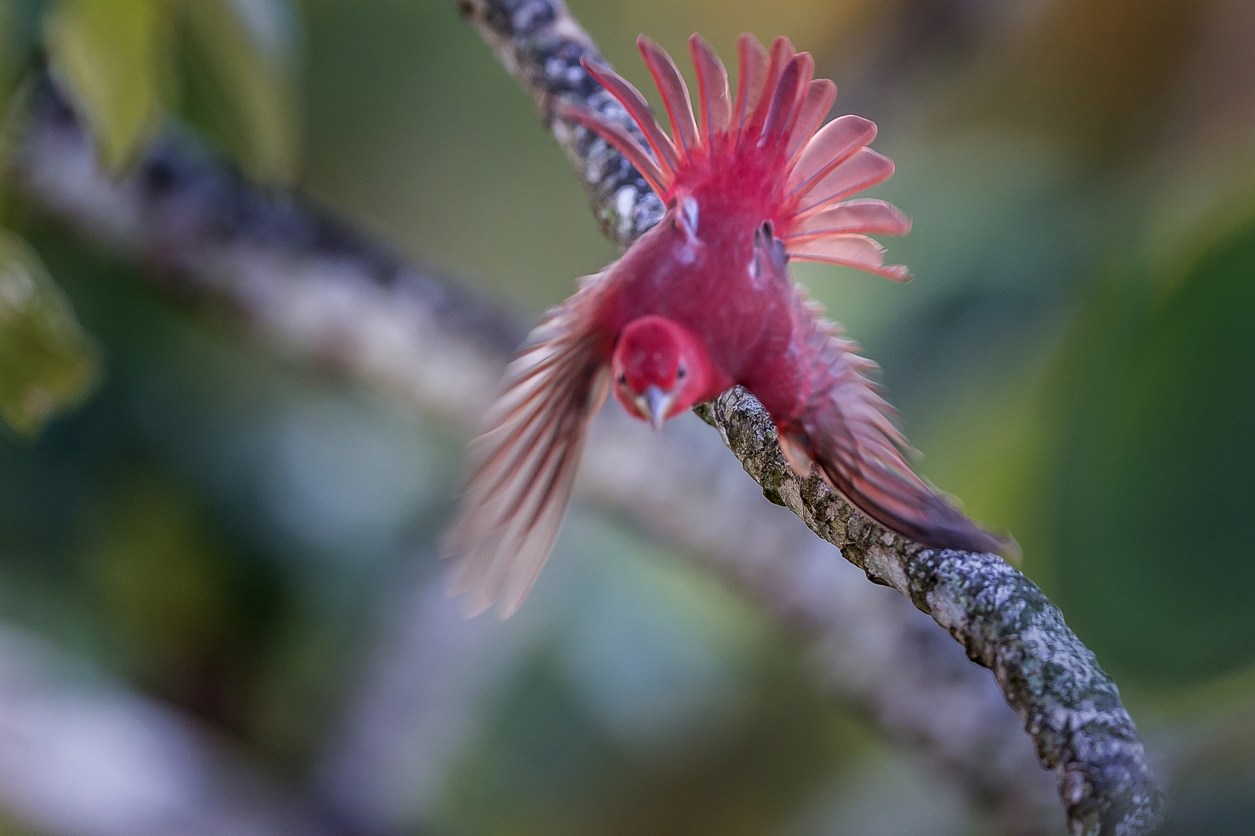 Belize: Bioluminescence : Matthew Sileo Photography | Birds, Wildlife ...