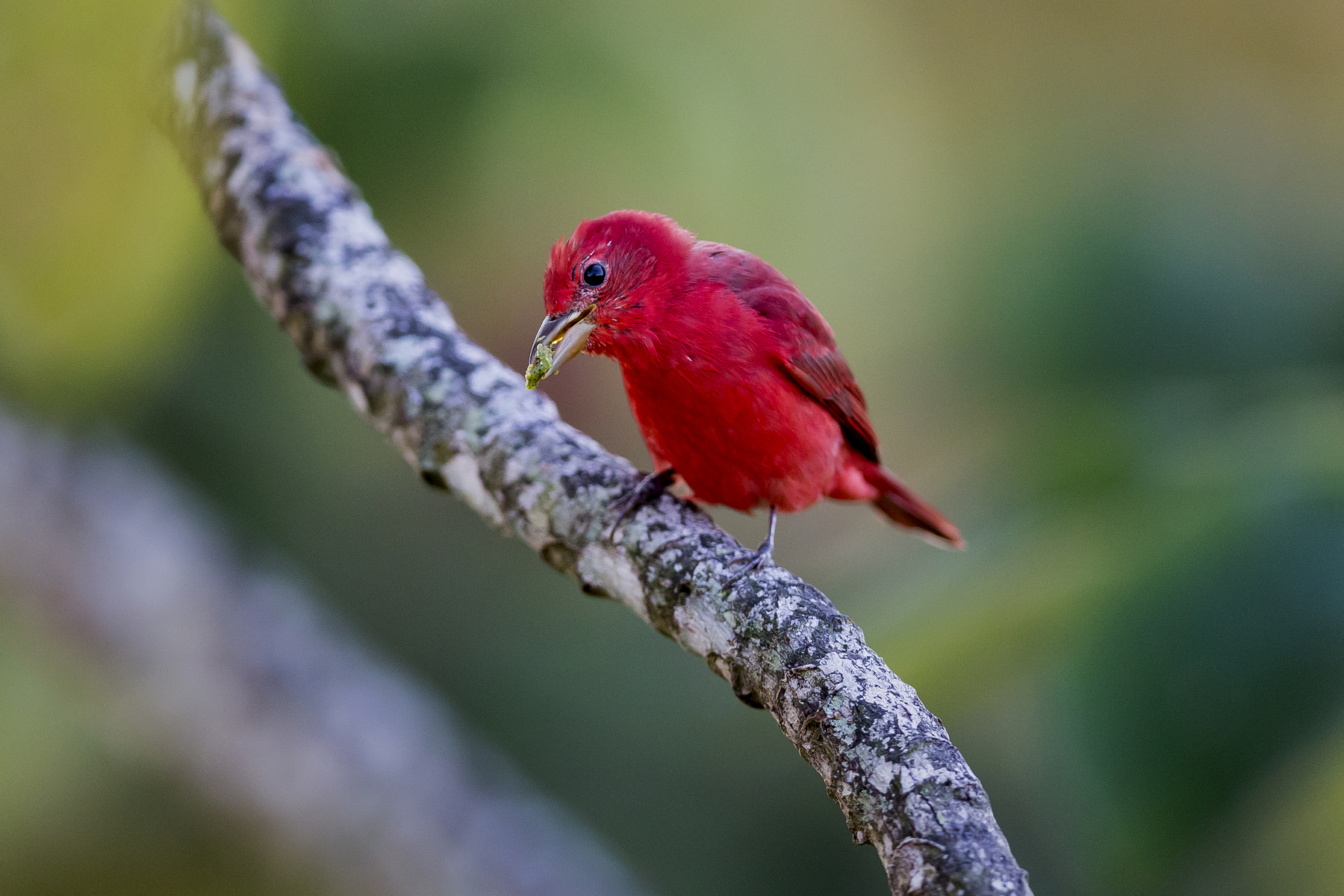 Belize: Bioluminescence : Matthew Sileo Photography | Birds, Wildlife ...