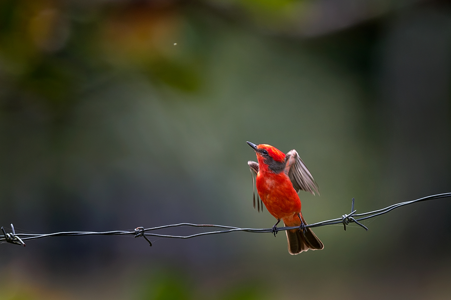 Belize: Bioluminescence : Matthew Sileo Photography | Birds, Wildlife ...